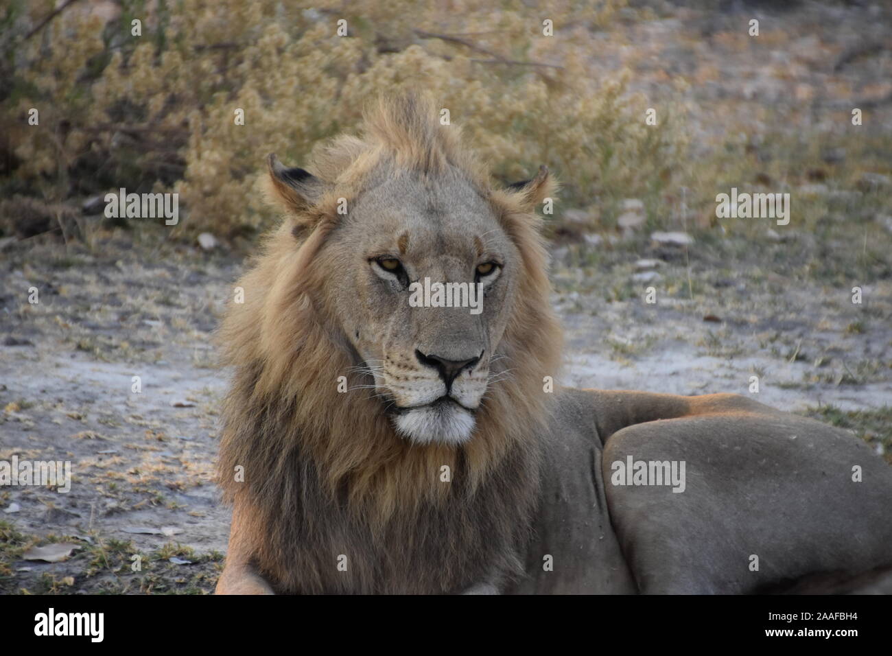 Lion hunting night hi-res stock photography and images - Alamy