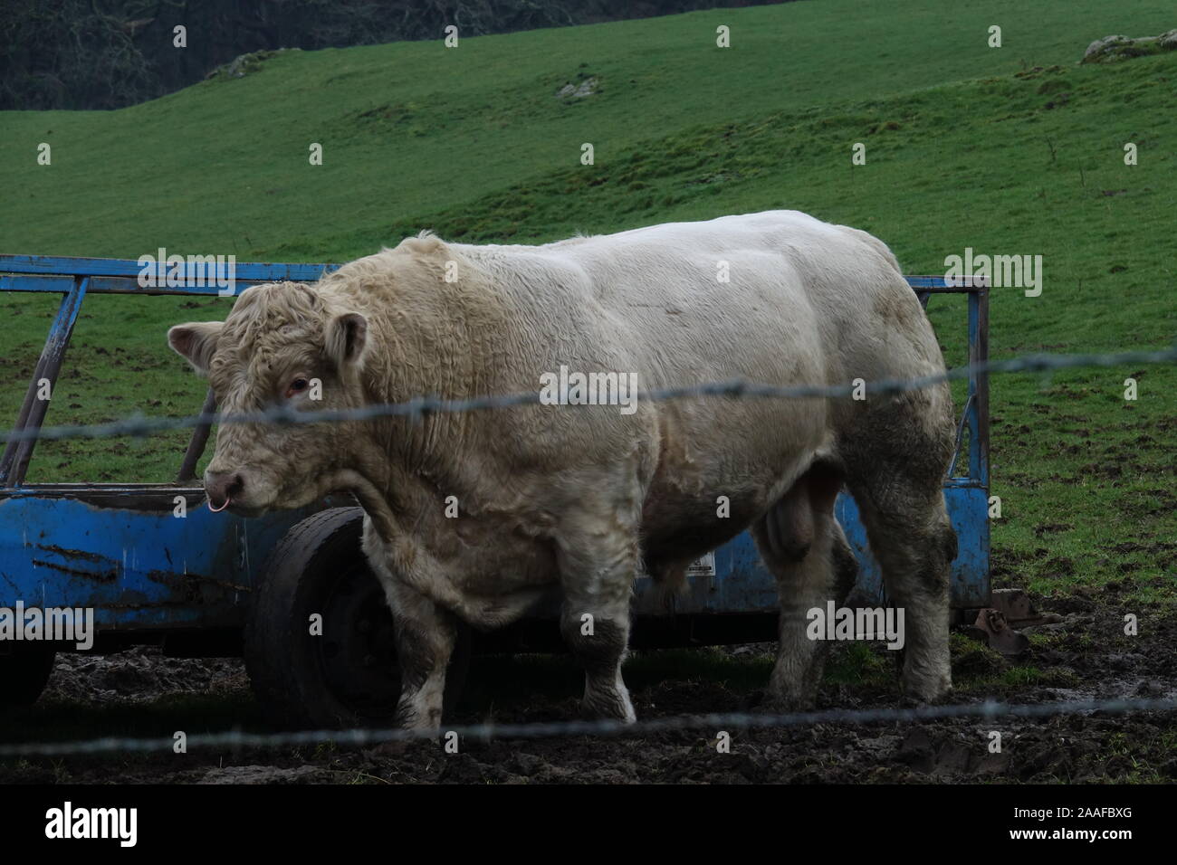 Bull at feeder Stock Photo - Alamy