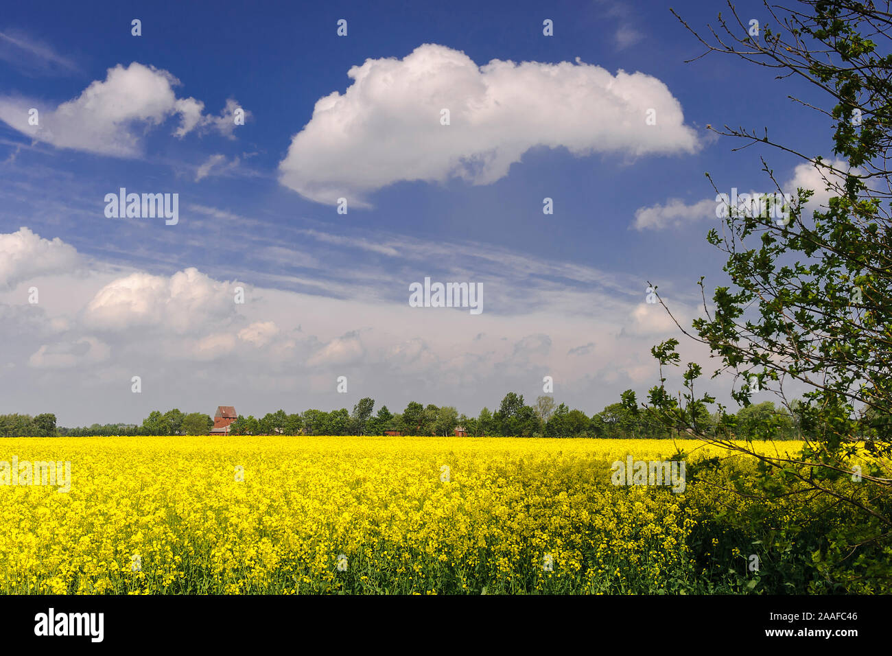 Rapsfeld fotografie hi-res stock photography and images - Alamy