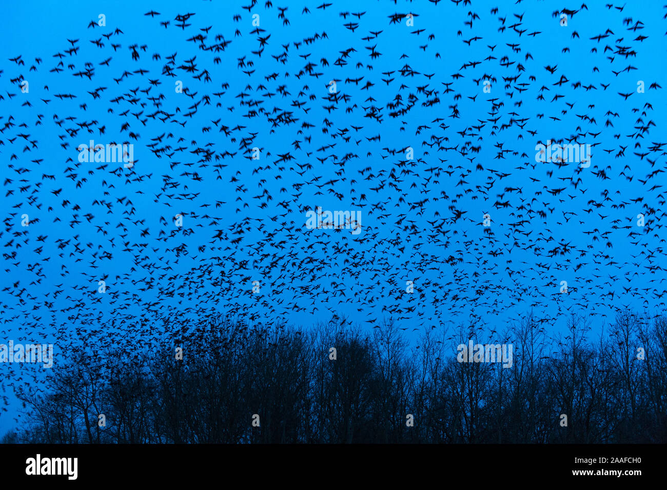 Star sturnus vulgaris stare schwarm hi-res stock photography and images ...