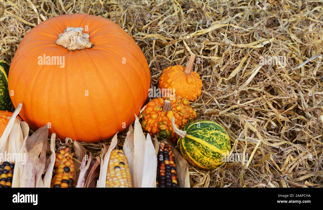 Orange pumpkin with ornamental corn and warted gourds with copy space ...