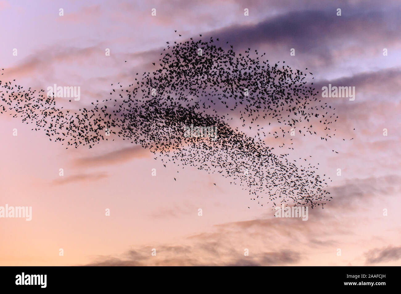 Star sturnus vulgaris stare schwarm hi-res stock photography and images ...