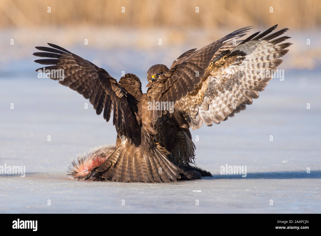 Bussarde hi-res stock photography and images - Alamy