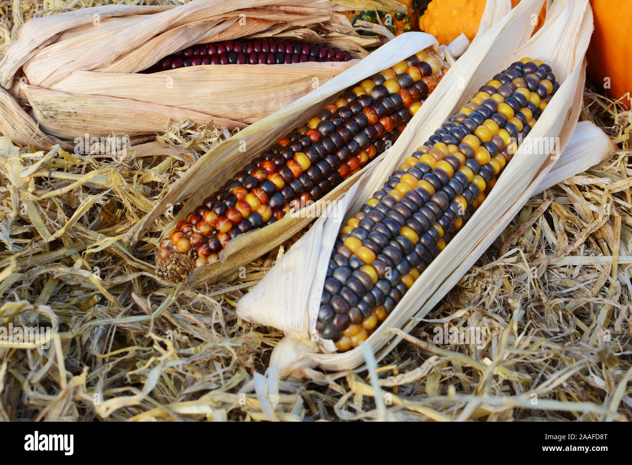 Maize straw hi-res stock photography and images - Alamy