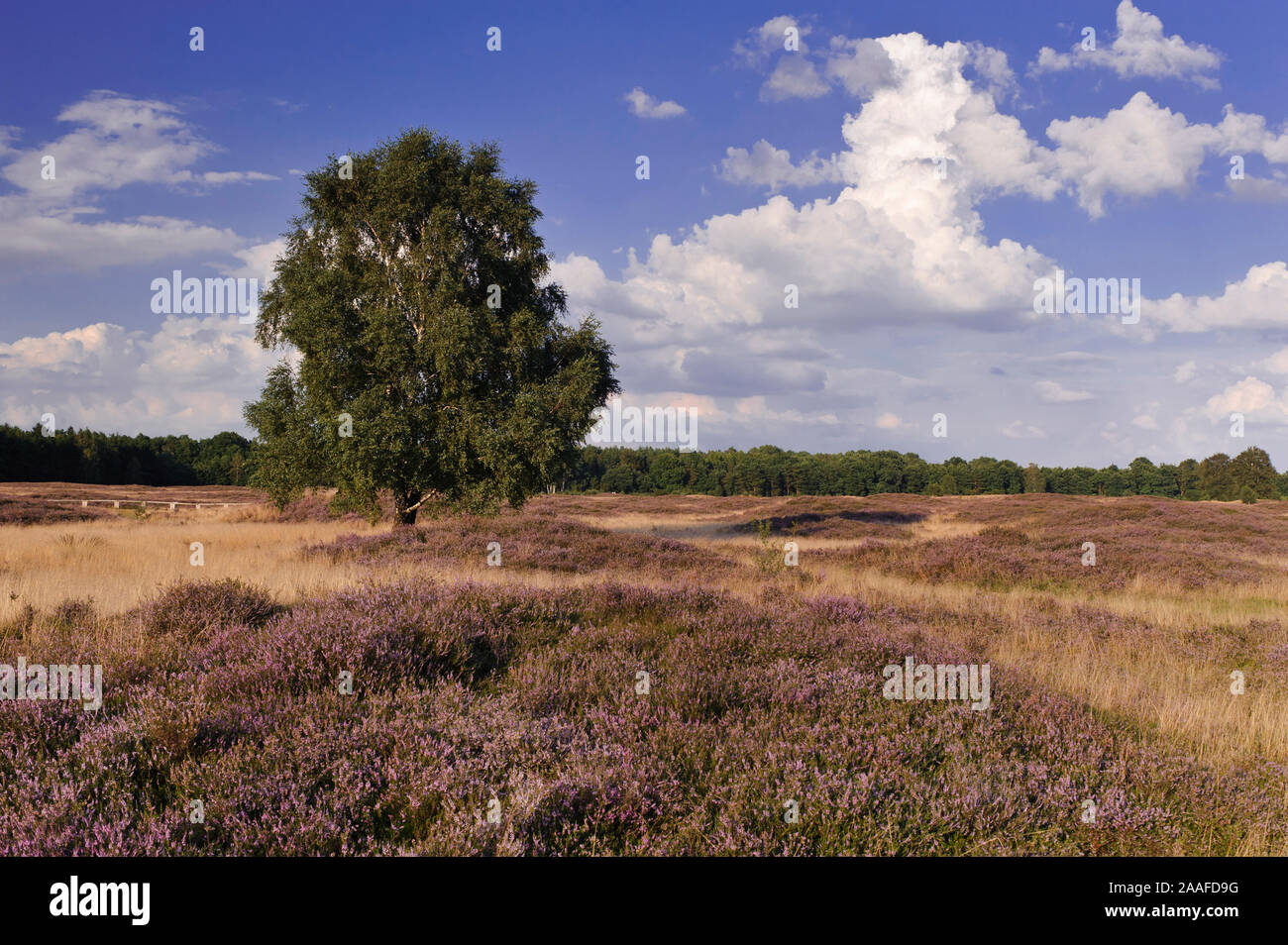 Heidelandschaft hi-res stock photography and images - Alamy