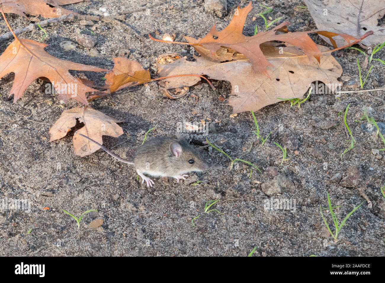 Common vole ( Microtus arvalis ) mouse in autumn Stock Photo - Alamy