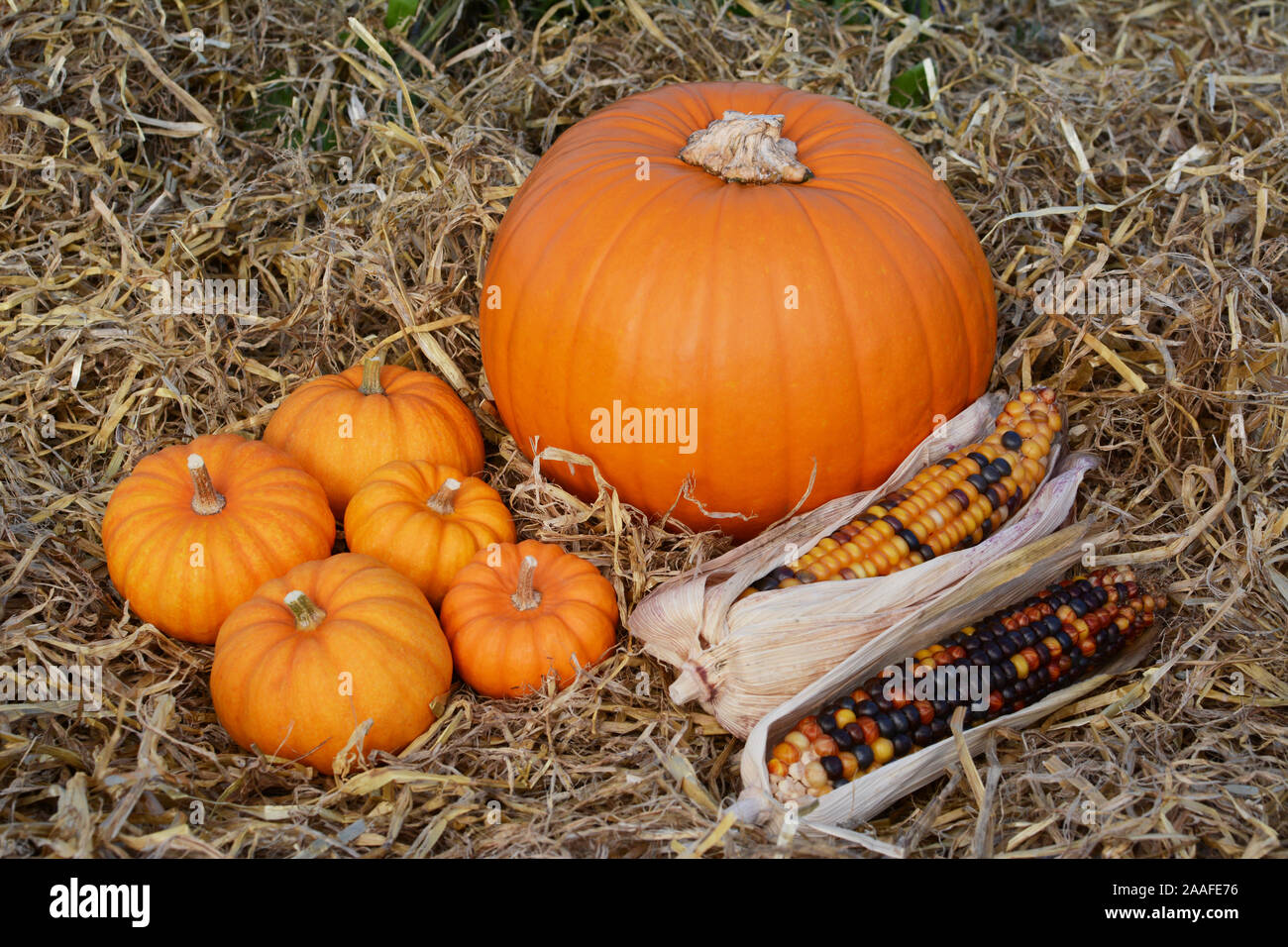 Five mini pumpkins and two ornamental corn cobs with a ripe orange ...