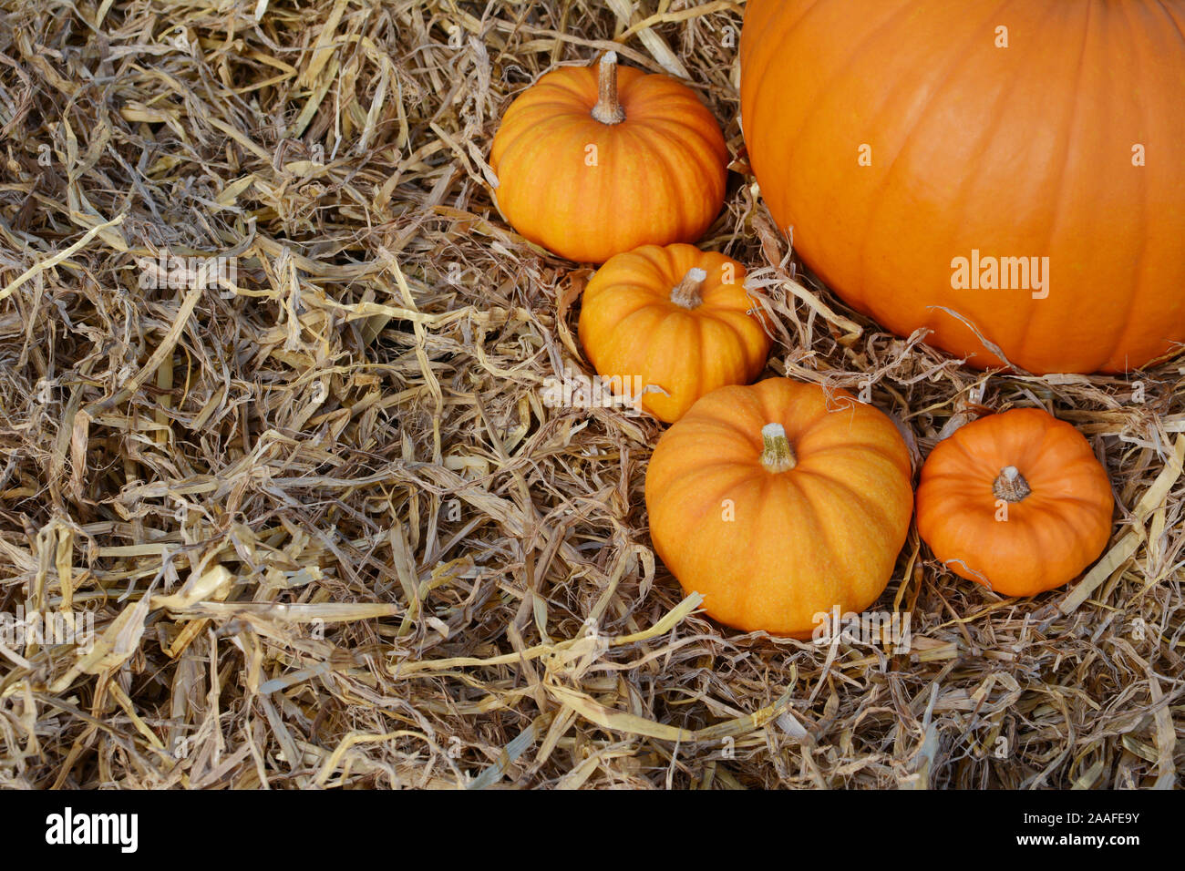 Four mini orange pumpkins around base of pumpkin with copy space on a ...