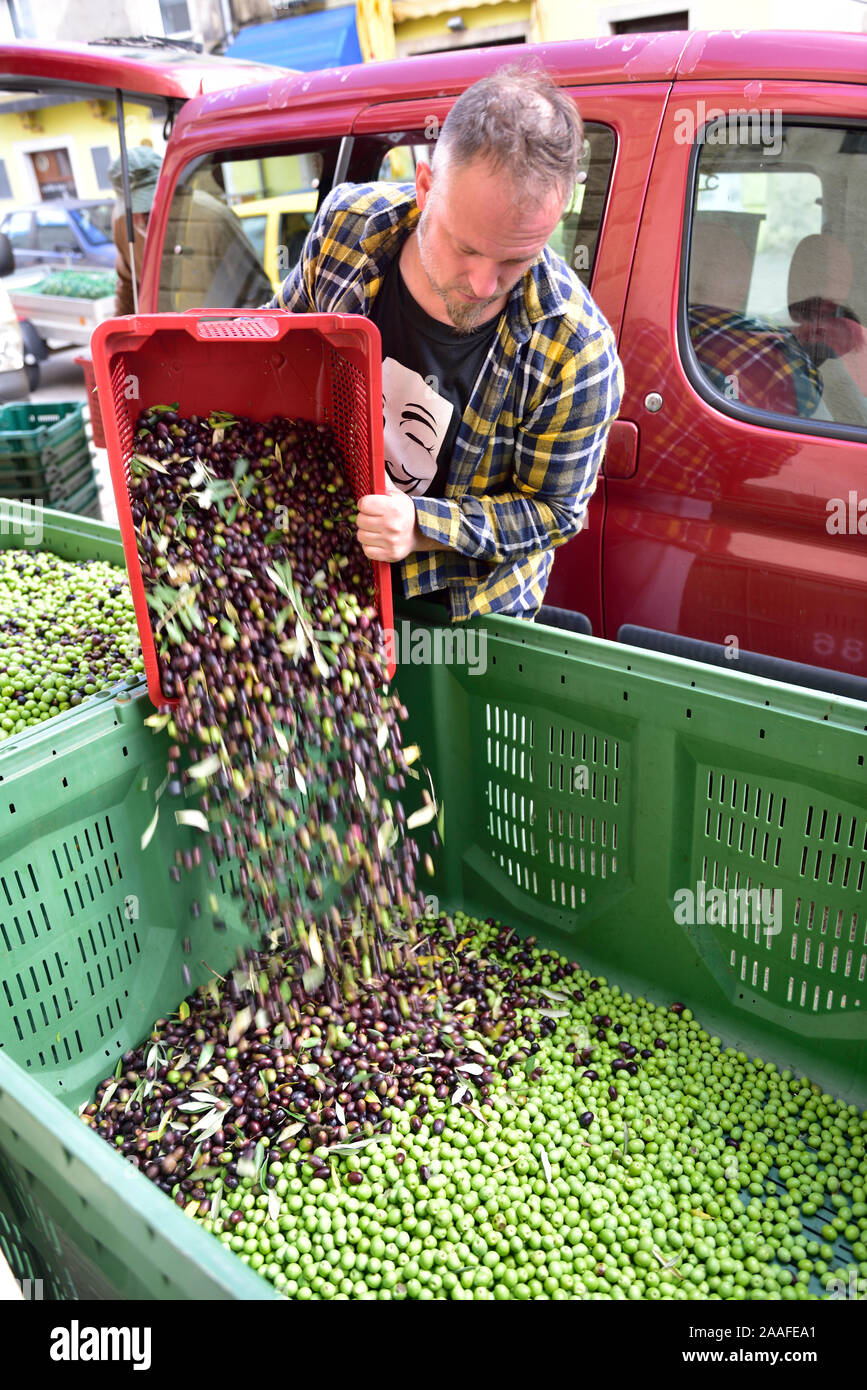 Farmer dumping his mixed green and black (early and late ripeness ...