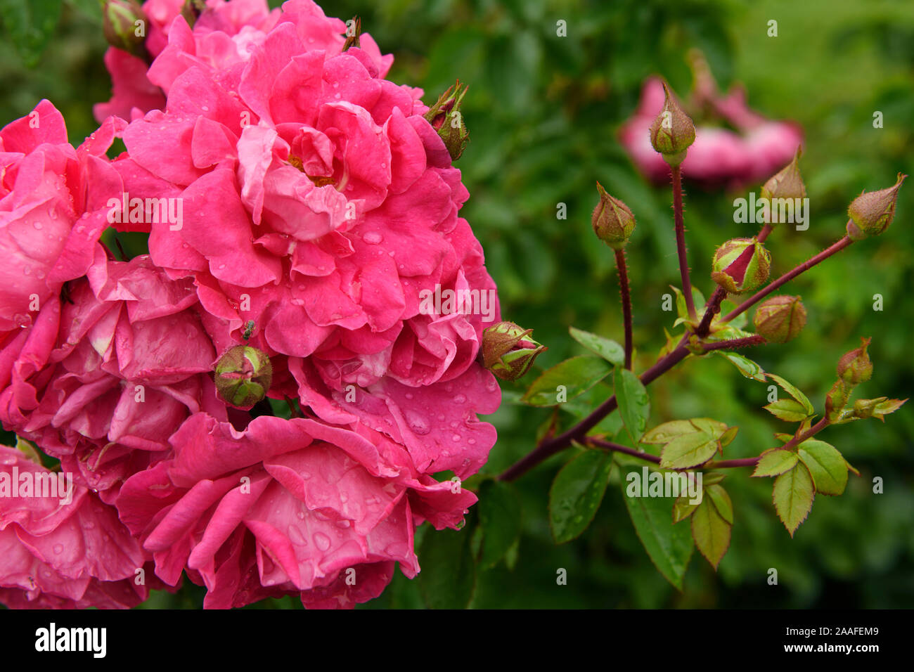 Buds and flowers of wet Pink Peace rose bush double roses in ...