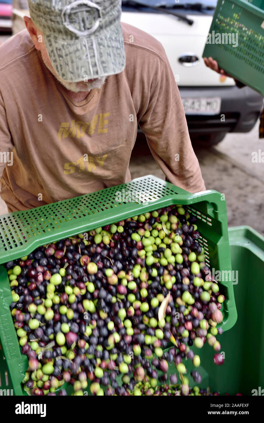 Farmer dumping his mixed green and black (early and late ripeness ...