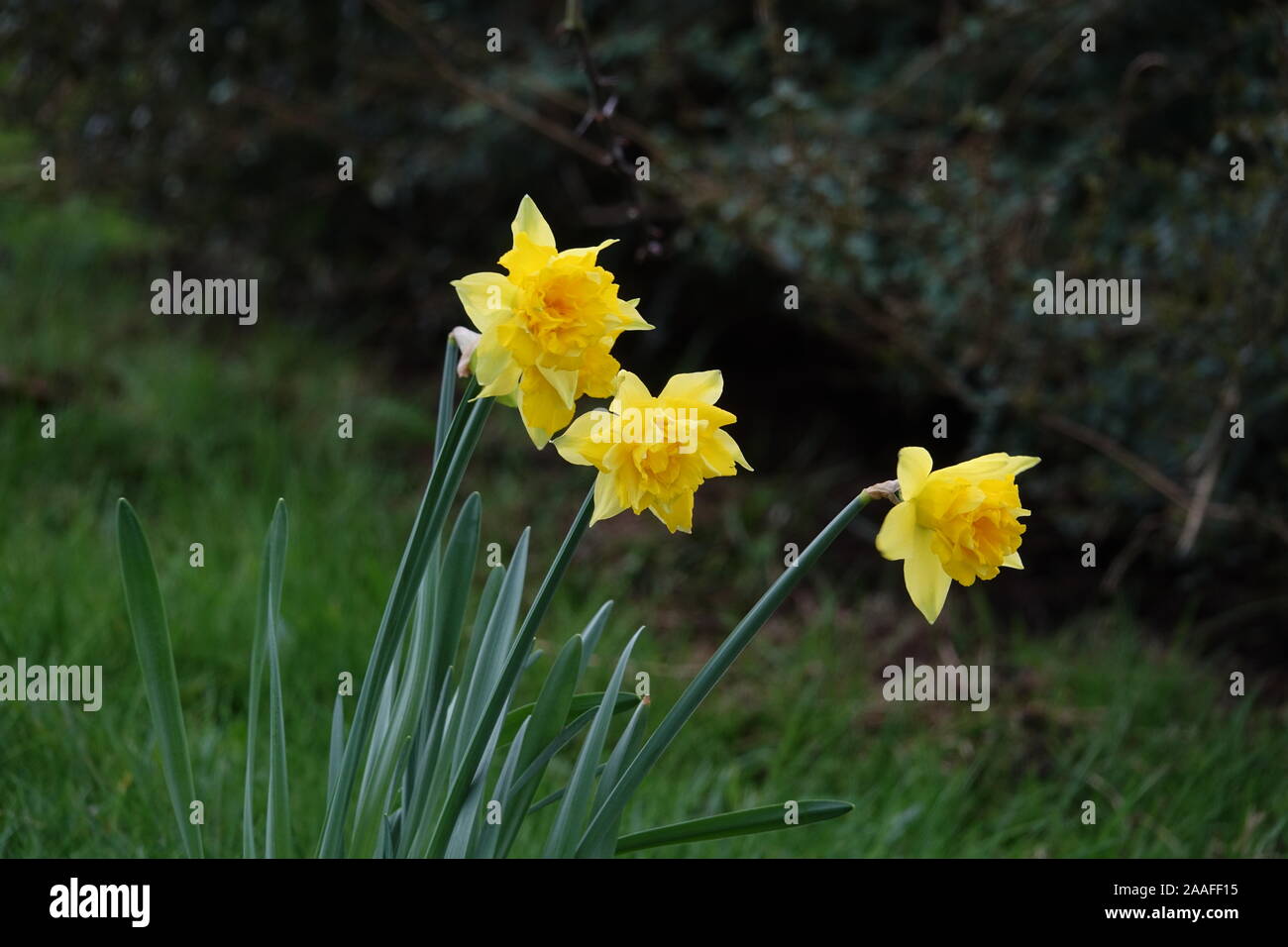 Spring lambs daffodils hi-res stock photography and images - Alamy