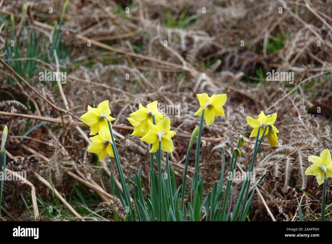 Spring lambs daffodils hi-res stock photography and images - Alamy