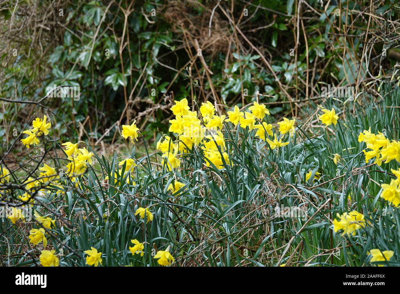 Spring lambs daffodils hi-res stock photography and images - Alamy