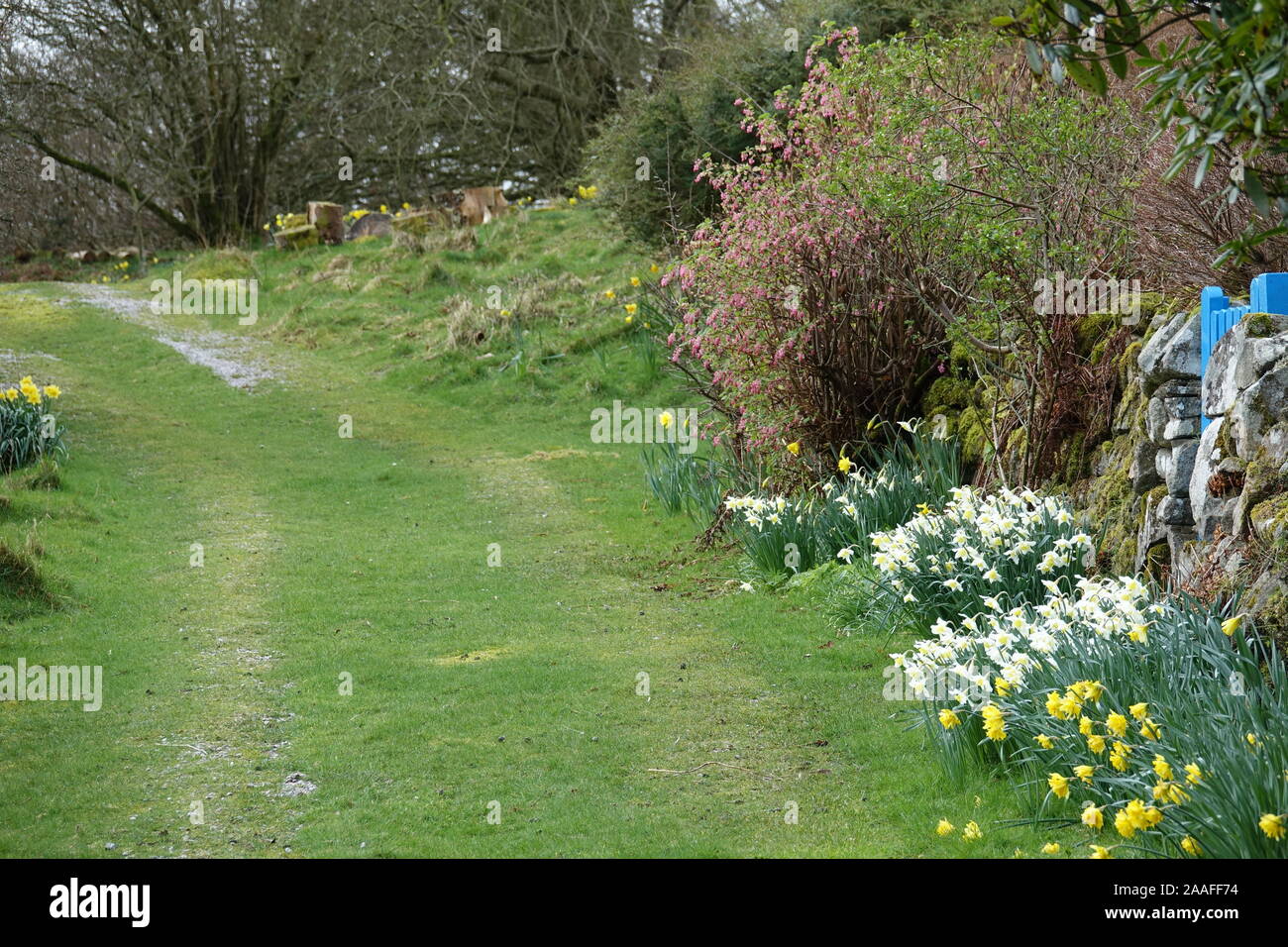 Lambs With Daffodils High Resolution Stock Photography and Images - Alamy
