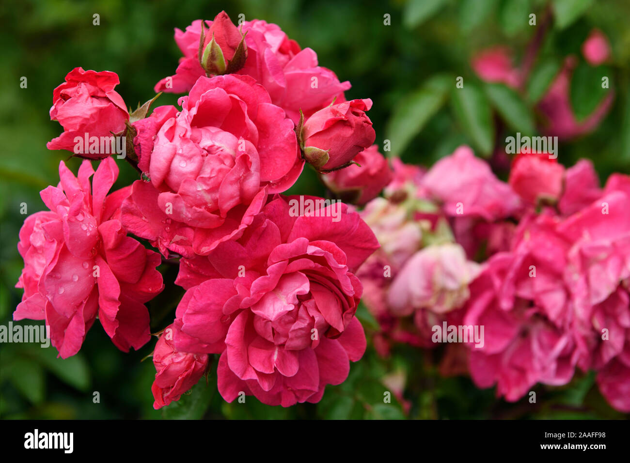 Pink Peace rose bush cluster of wet double roses in commemorative rose ...