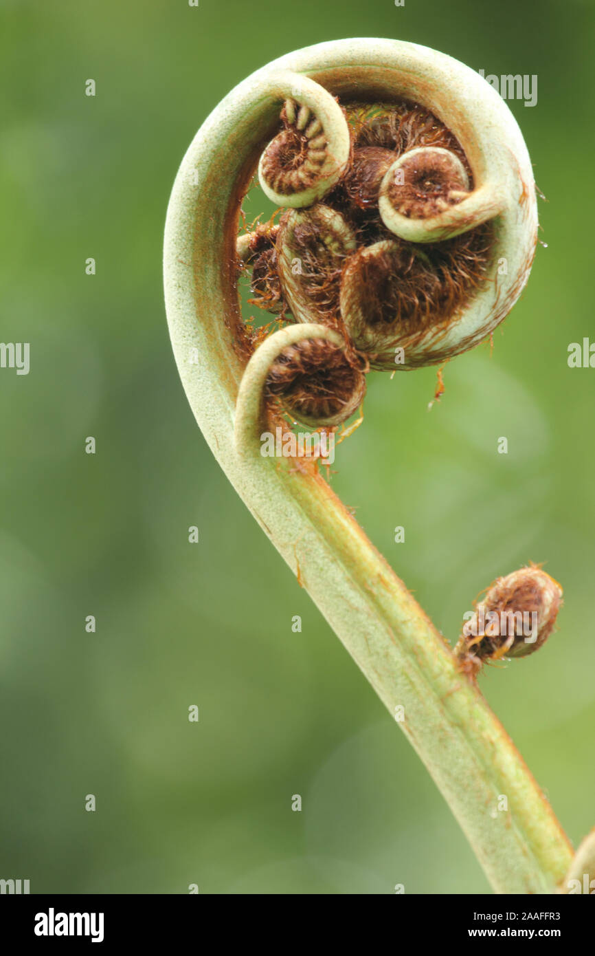 A fern unrolling a young frond in the rain forest close up Stock Photo ...
