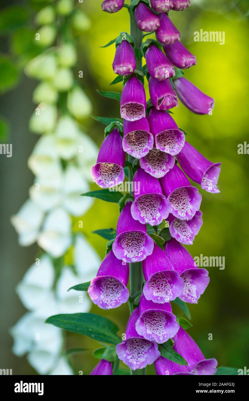 Digitalis blumen hi-res stock photography and images - Alamy