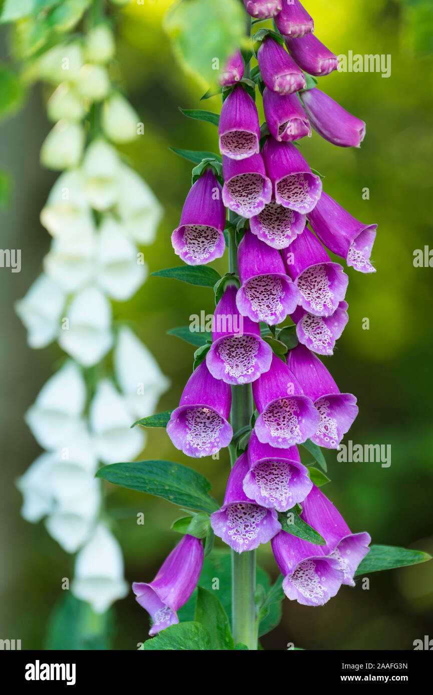 Digitalis blume hi-res stock photography and images - Alamy