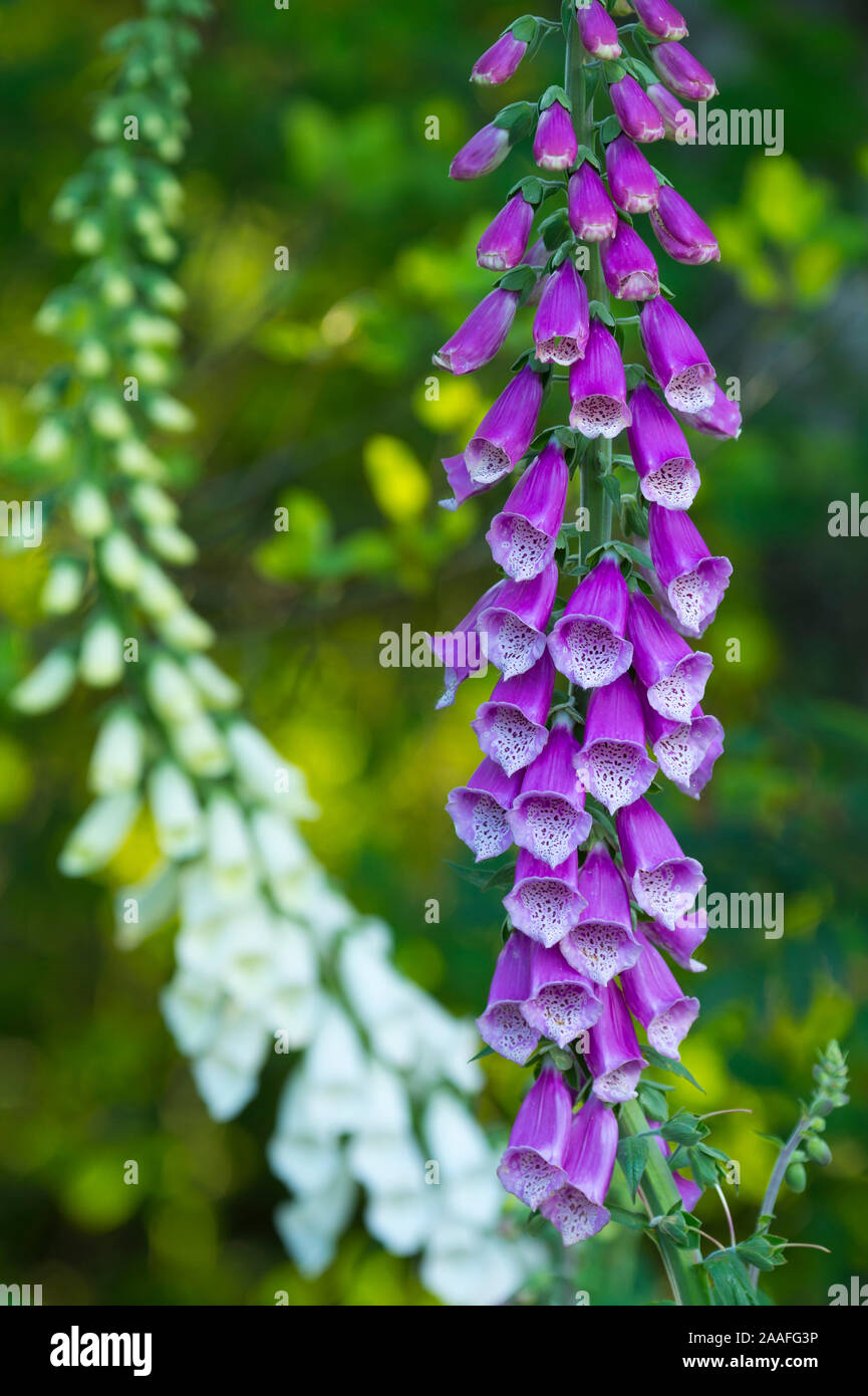 Digitalis blumen hi-res stock photography and images - Alamy