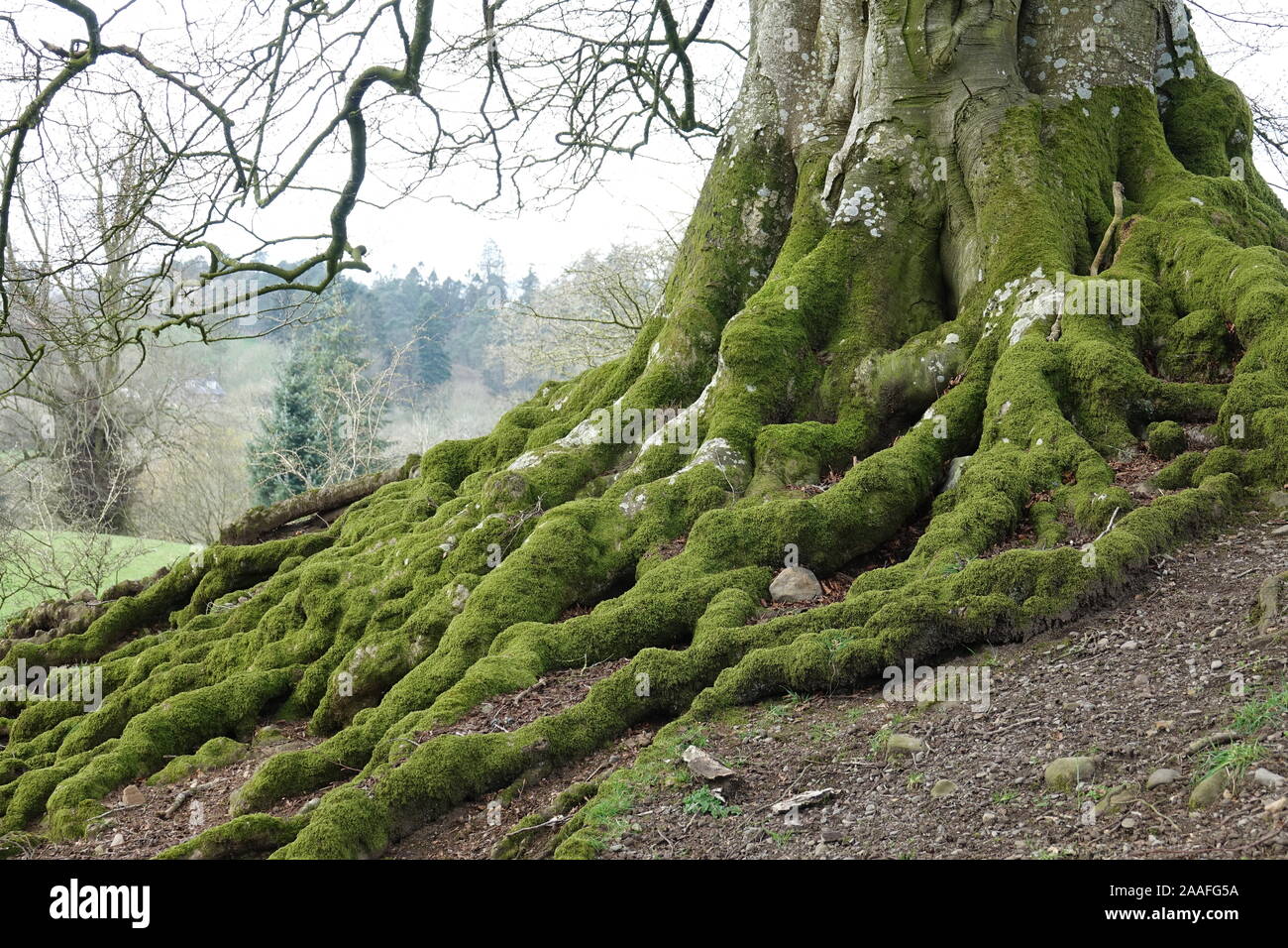 Old Tree Roots Stock Photo - Alamy