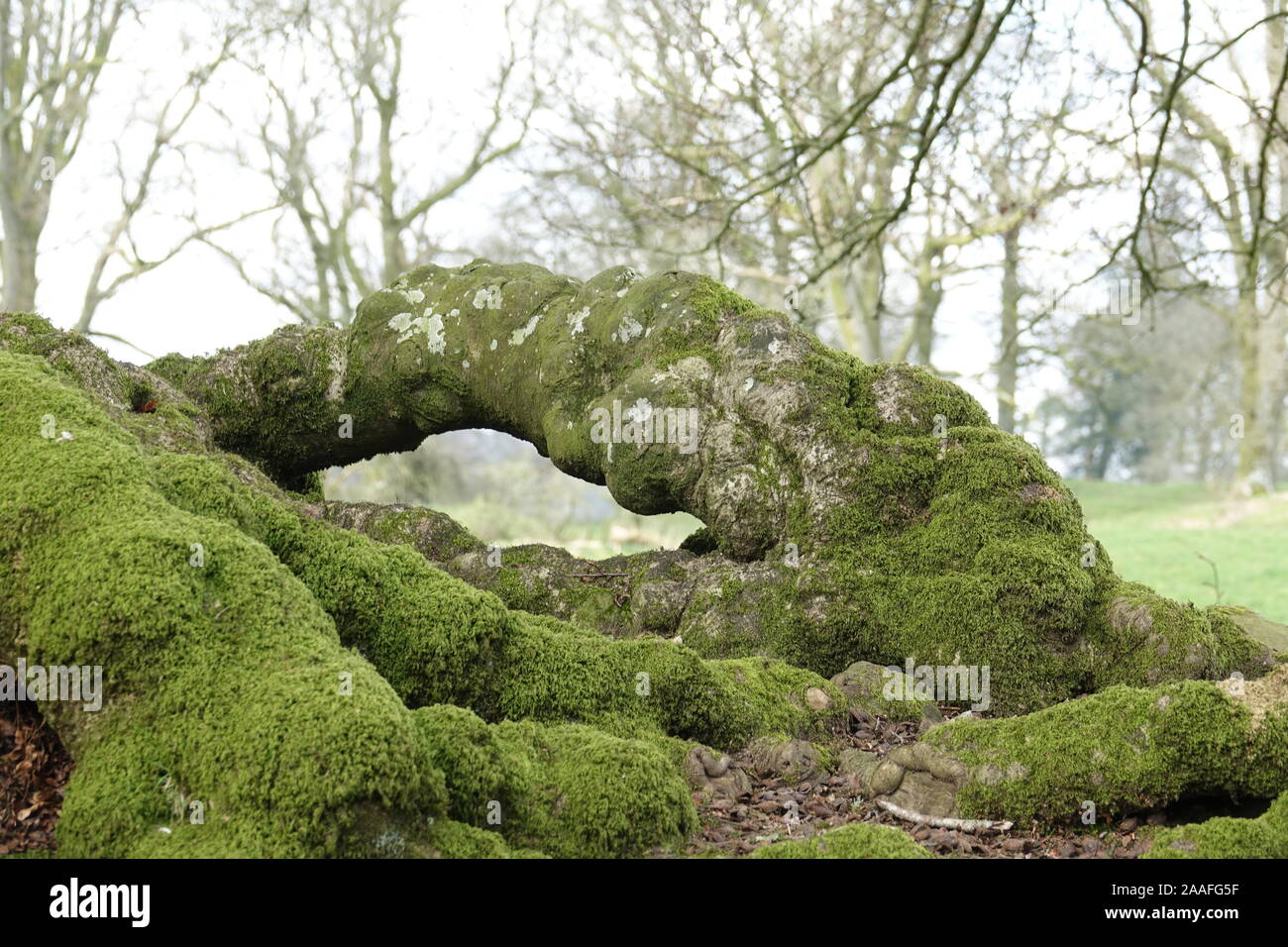 Old Tree Roots Stock Photo - Alamy