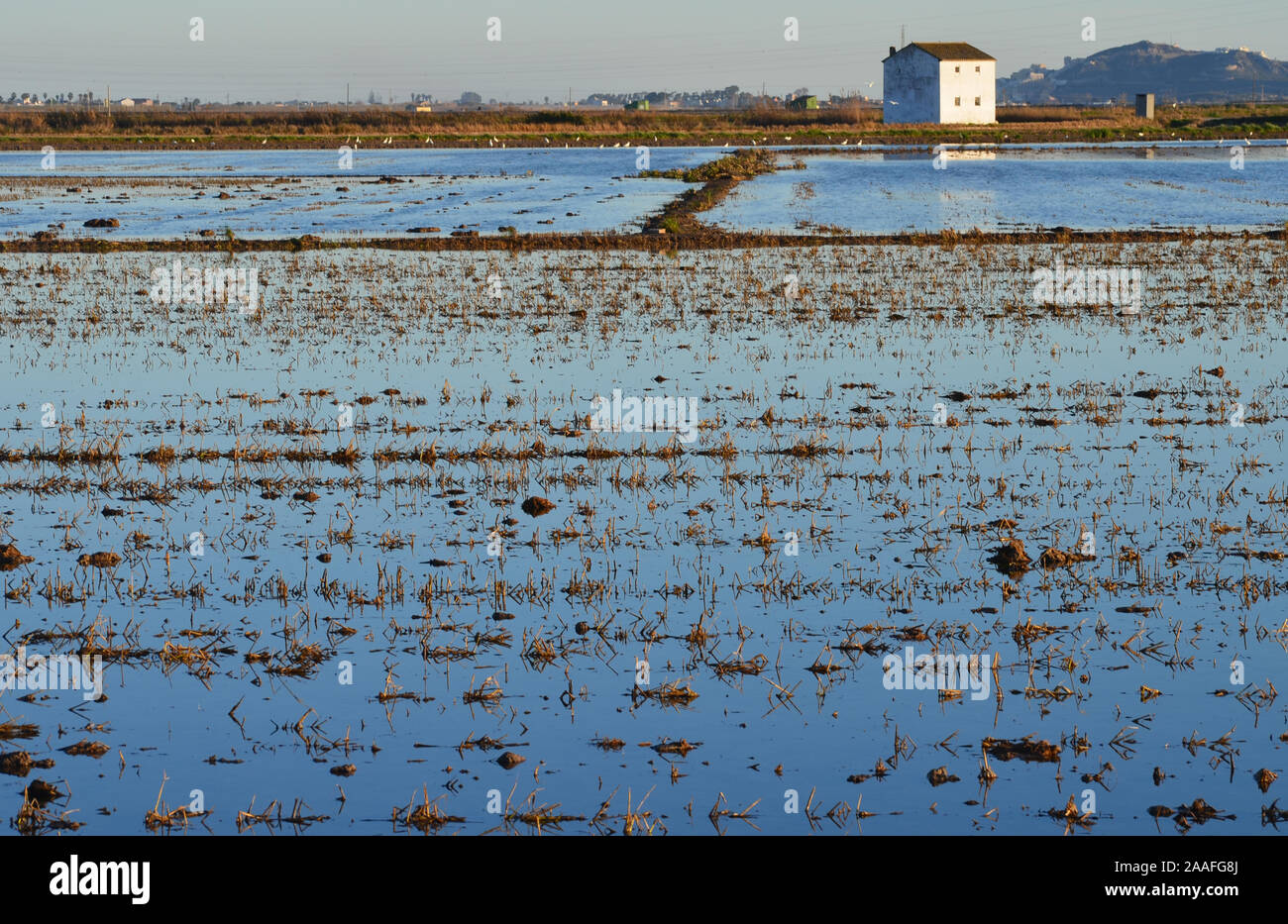 The Albufera natural park, a wetland of international importance in ...