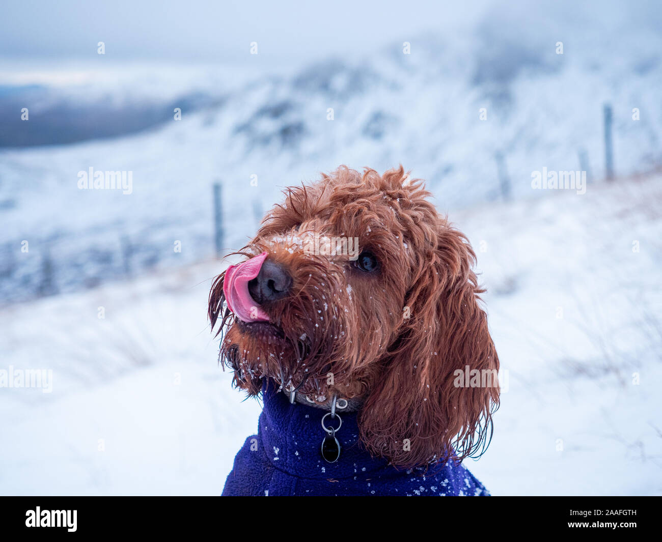 A young cockapoo dog licking his nose in the snow on Meall nan ...