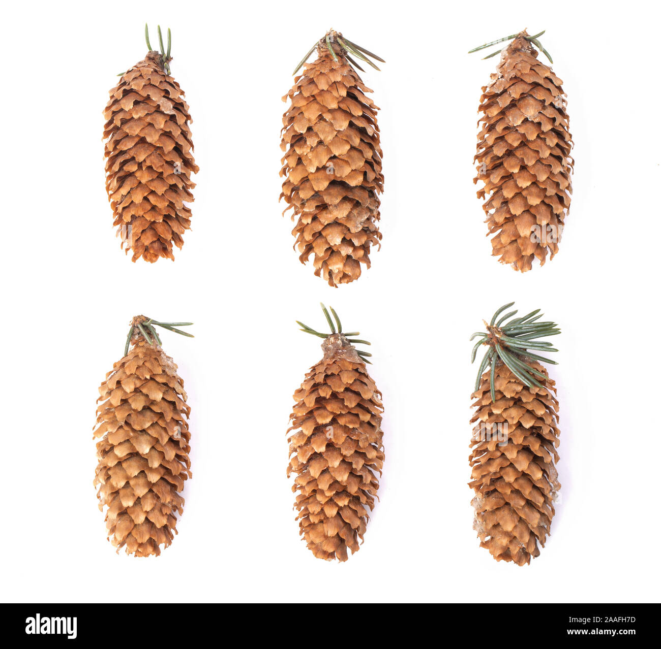 Long fir cone isolated on white background Stock Photo - Alamy