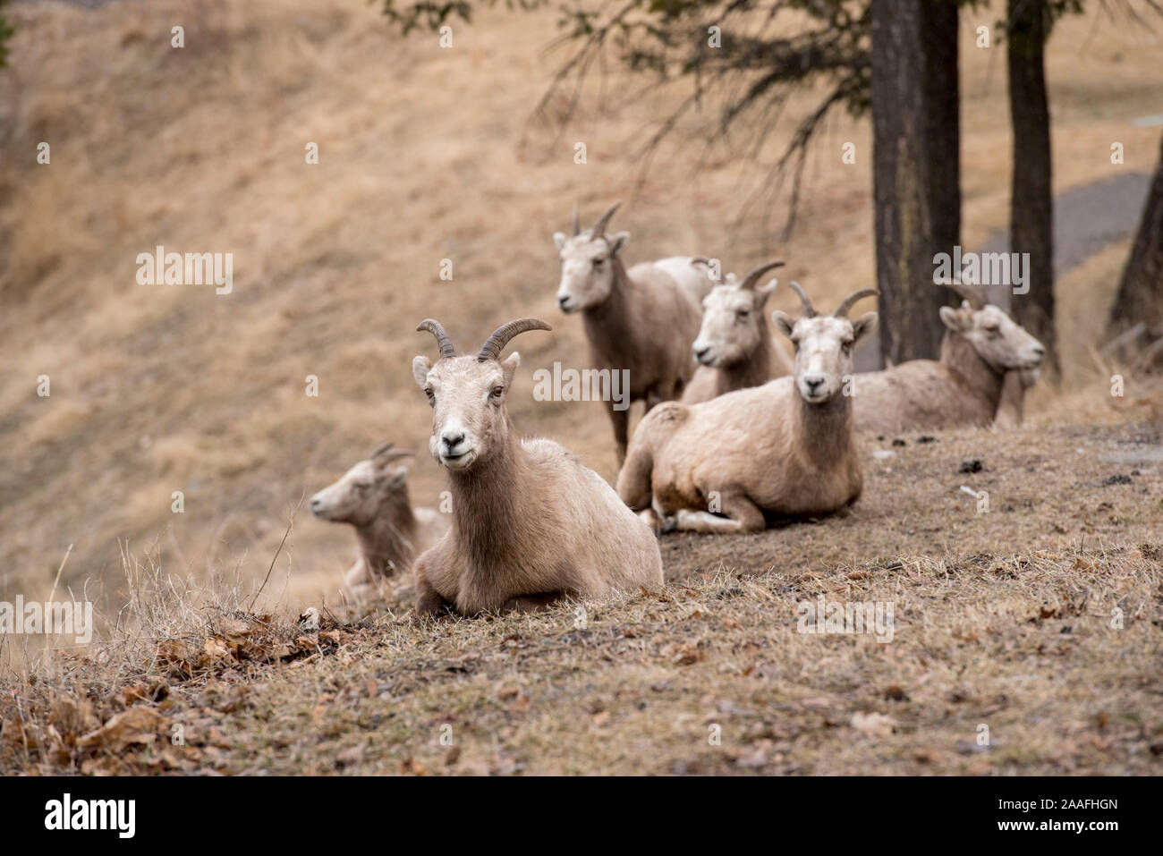 Radium hot springs hi-res stock photography and images - Alamy
