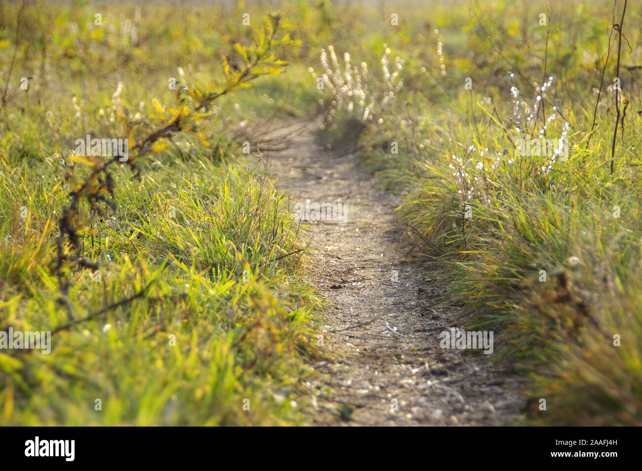 A trampled path through the meadow. Country road in autumn rural scene ...
