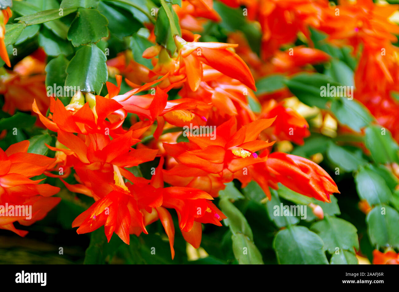 December flowers hi-res stock photography and images - Alamy