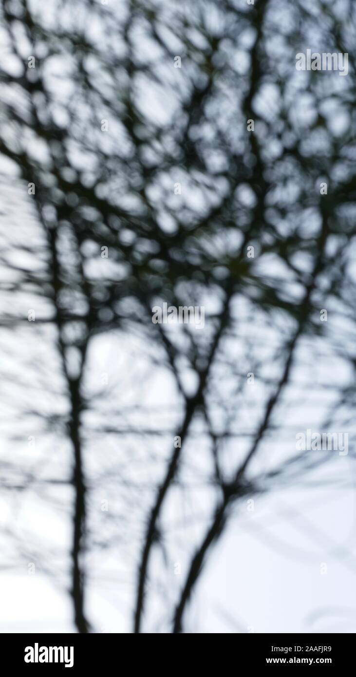 full frame defocused tree branches in black and white suitable for ...