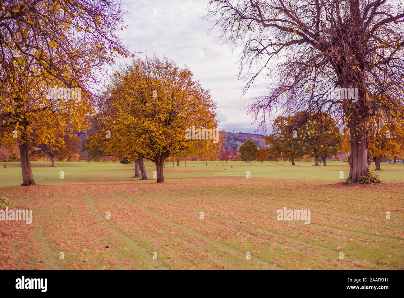 Colorful autumn tree brightened with direct sun beams Stock Photo - Alamy