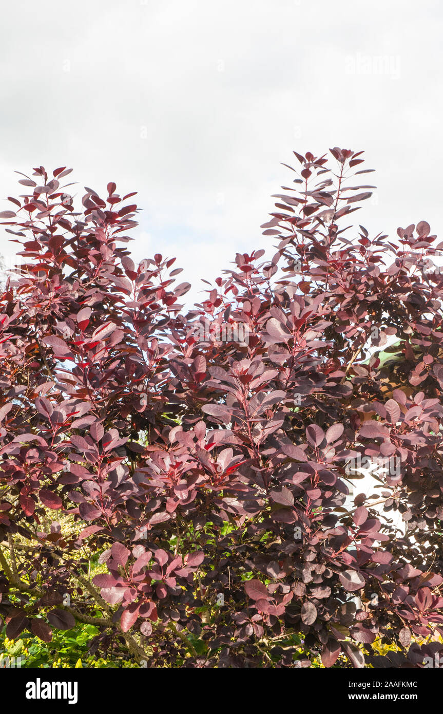 European cotinus hi-res stock photography and images - Alamy