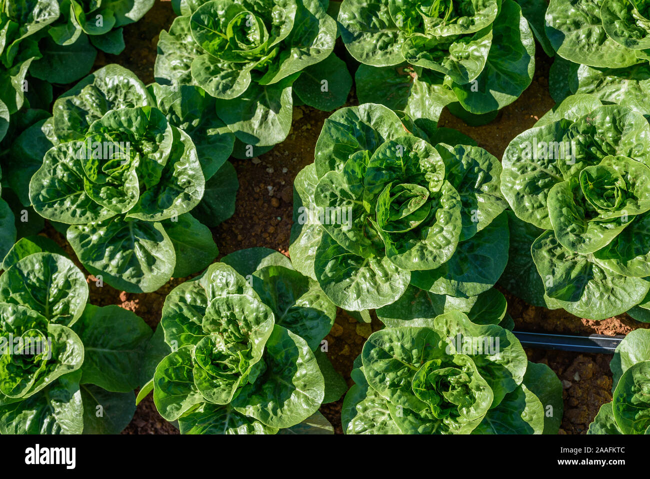Grower sunset hi-res stock photography and images - Alamy