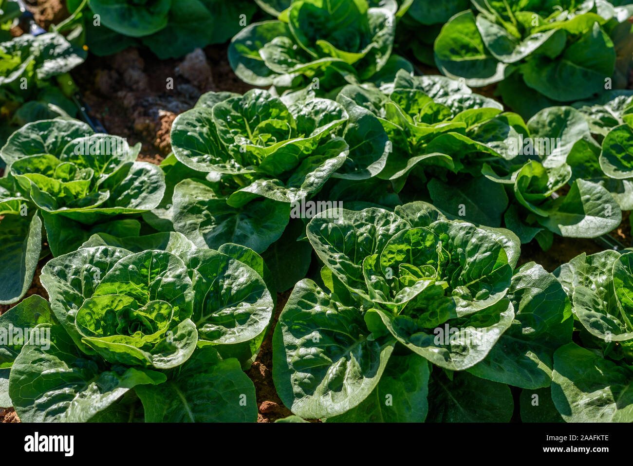 Lettuce field at sunset in italy Stock Photo - Alamy