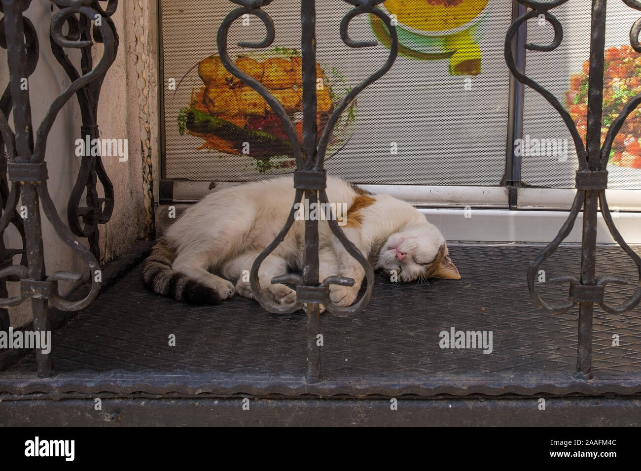Istanbul cat hi-res stock photography and images - Alamy