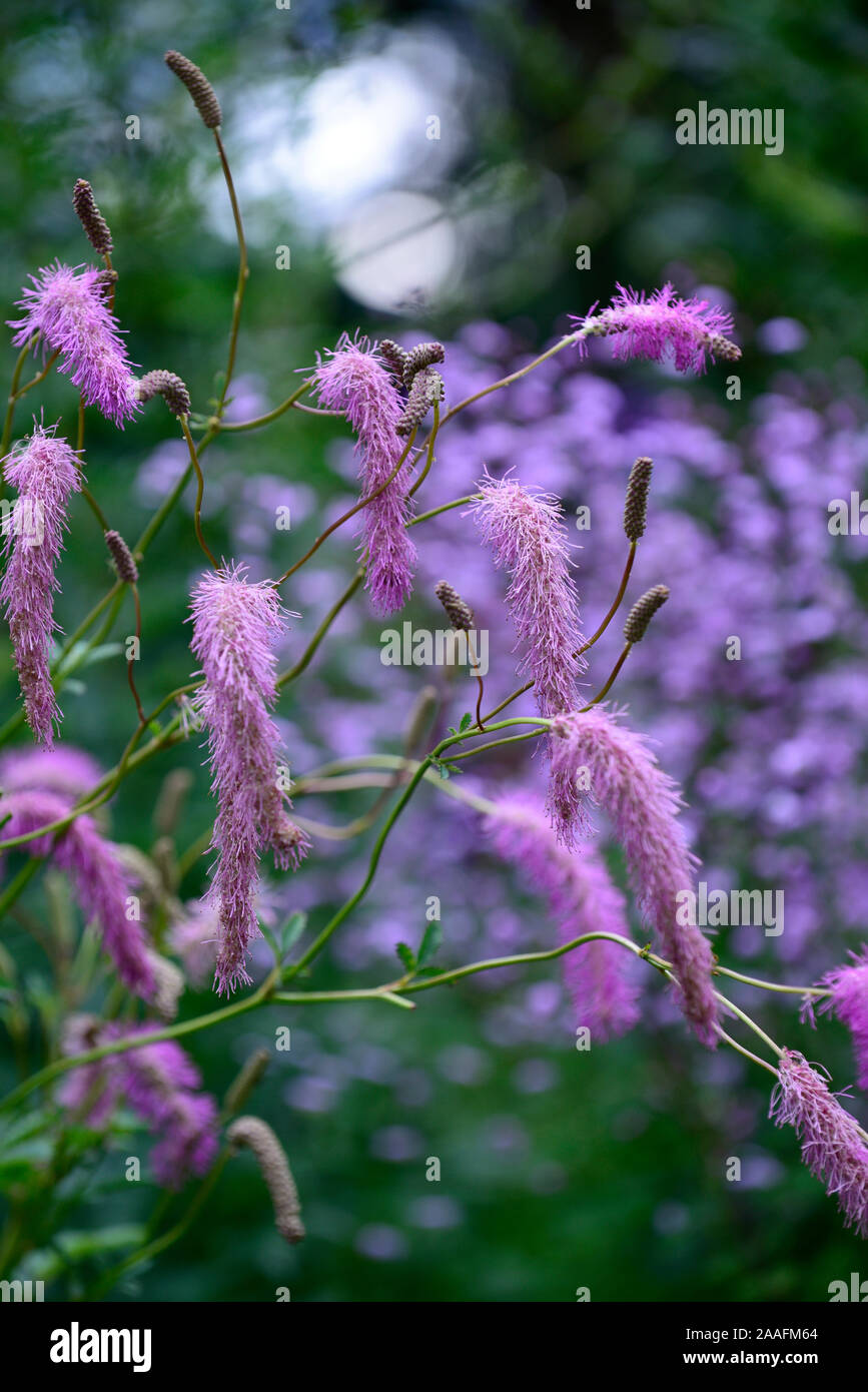 Sanguisorba hakusanensis lilac squirrel hi-res stock photography and ...