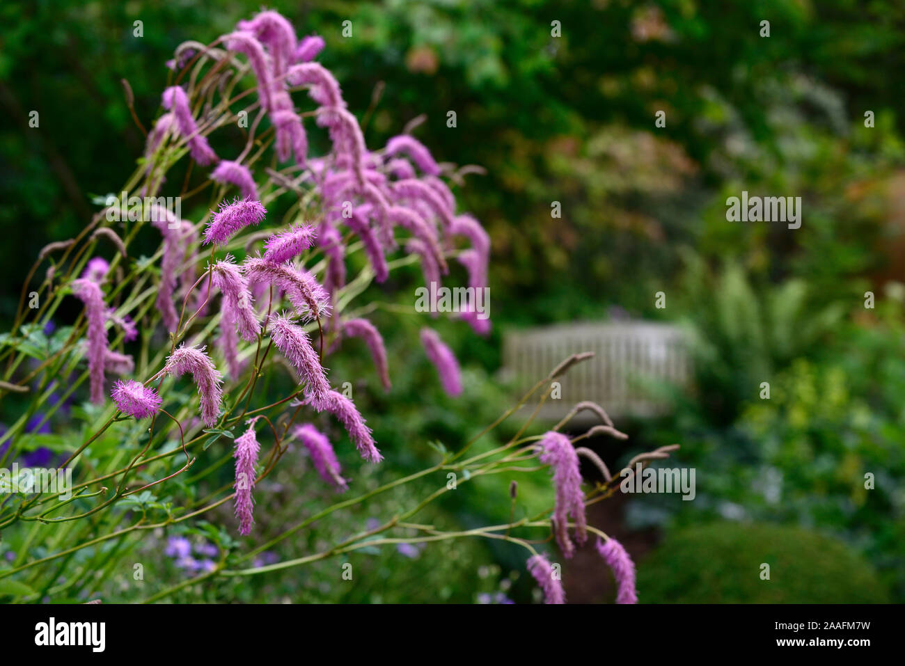 Sanguisorba hakusanensis Lilac Squirrel,purple,lilac,planting,scheme ...
