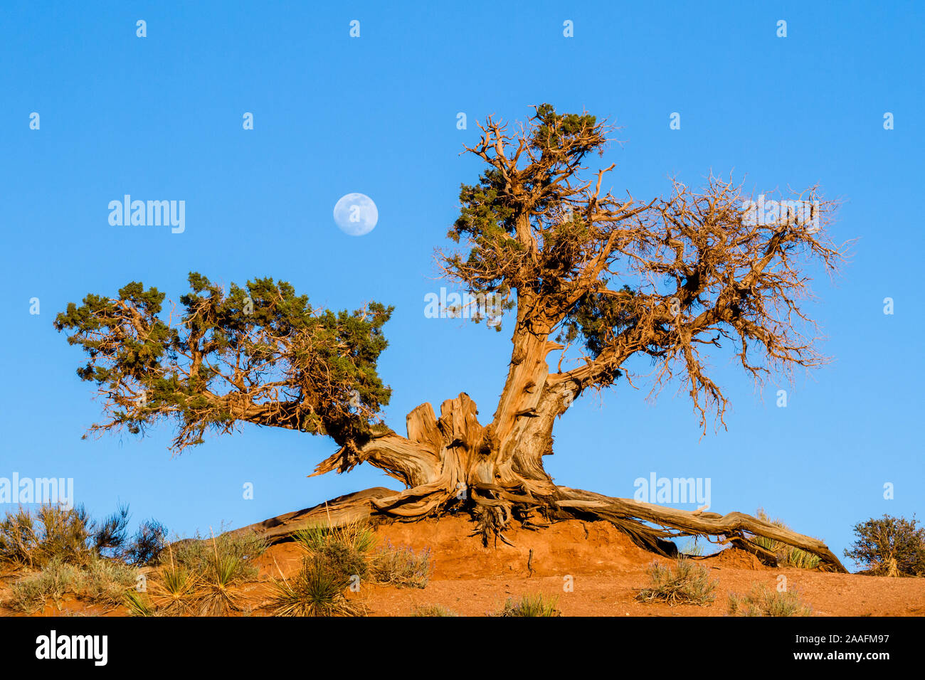 Moon rise over branches of an old juniper tree in the desert of ...