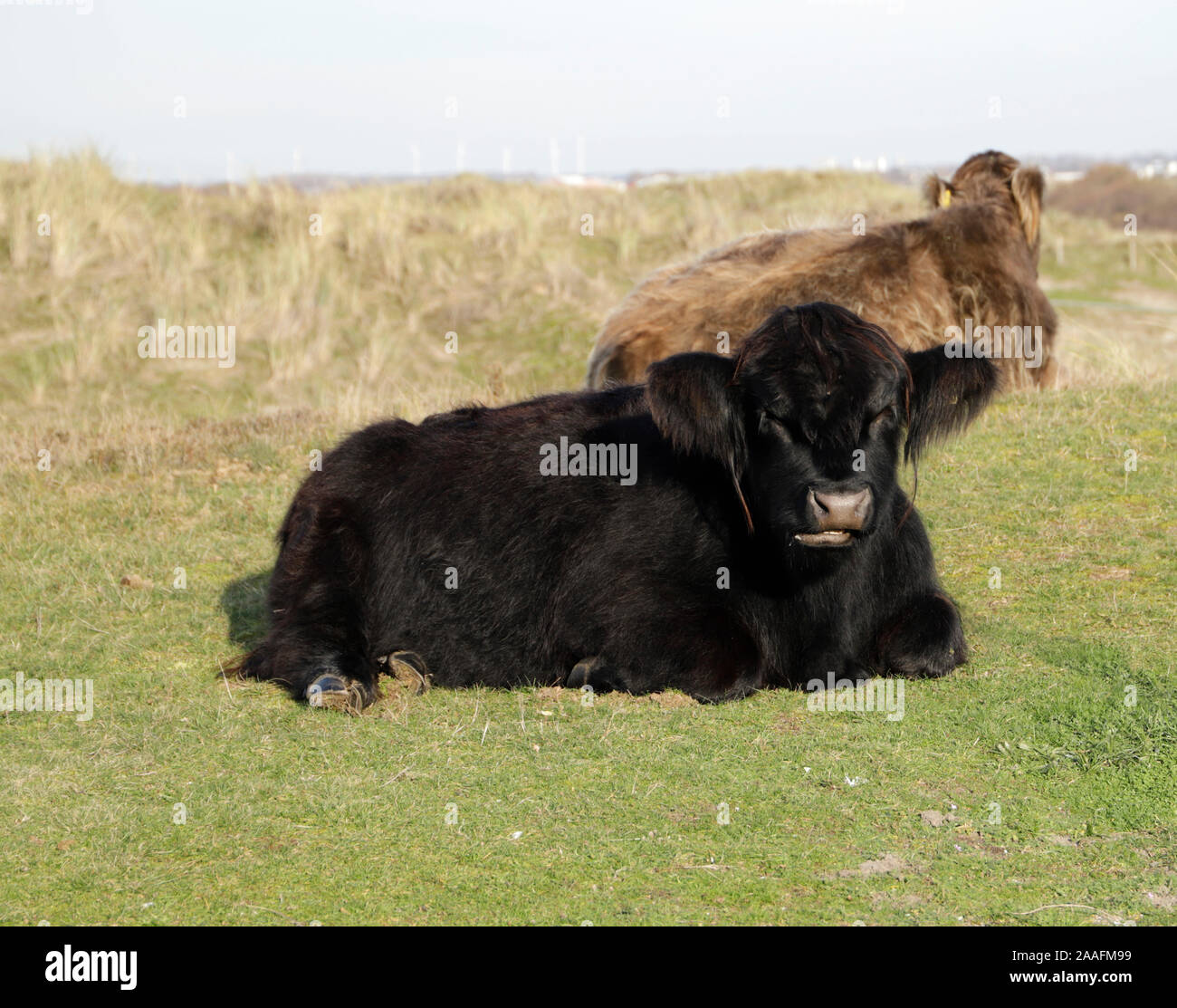Park cow cows moo cattle grass hi-res stock photography and images - Alamy