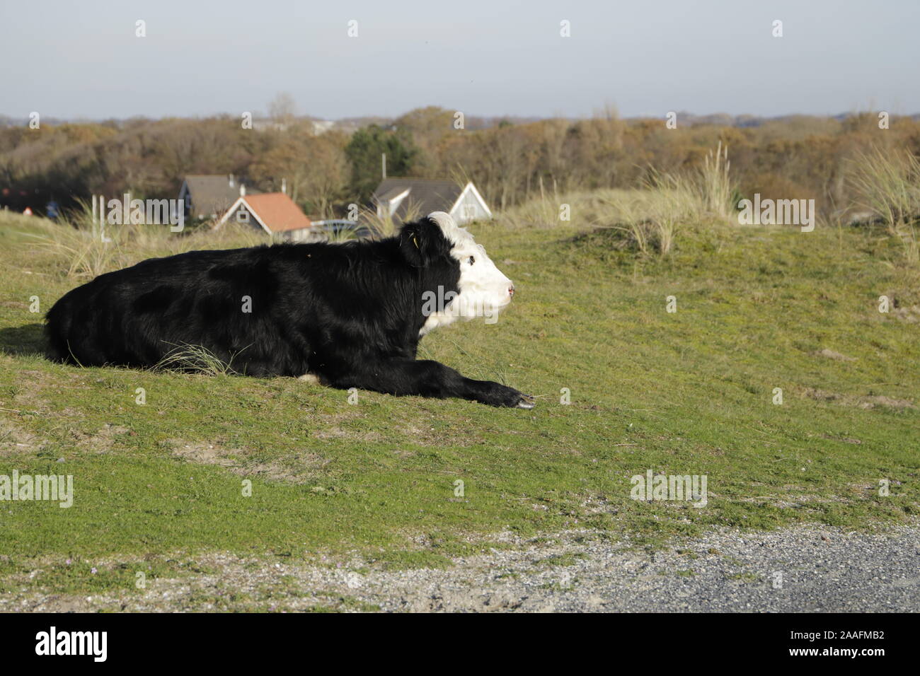 Park cow cows moo cattle grass hi-res stock photography and images - Alamy