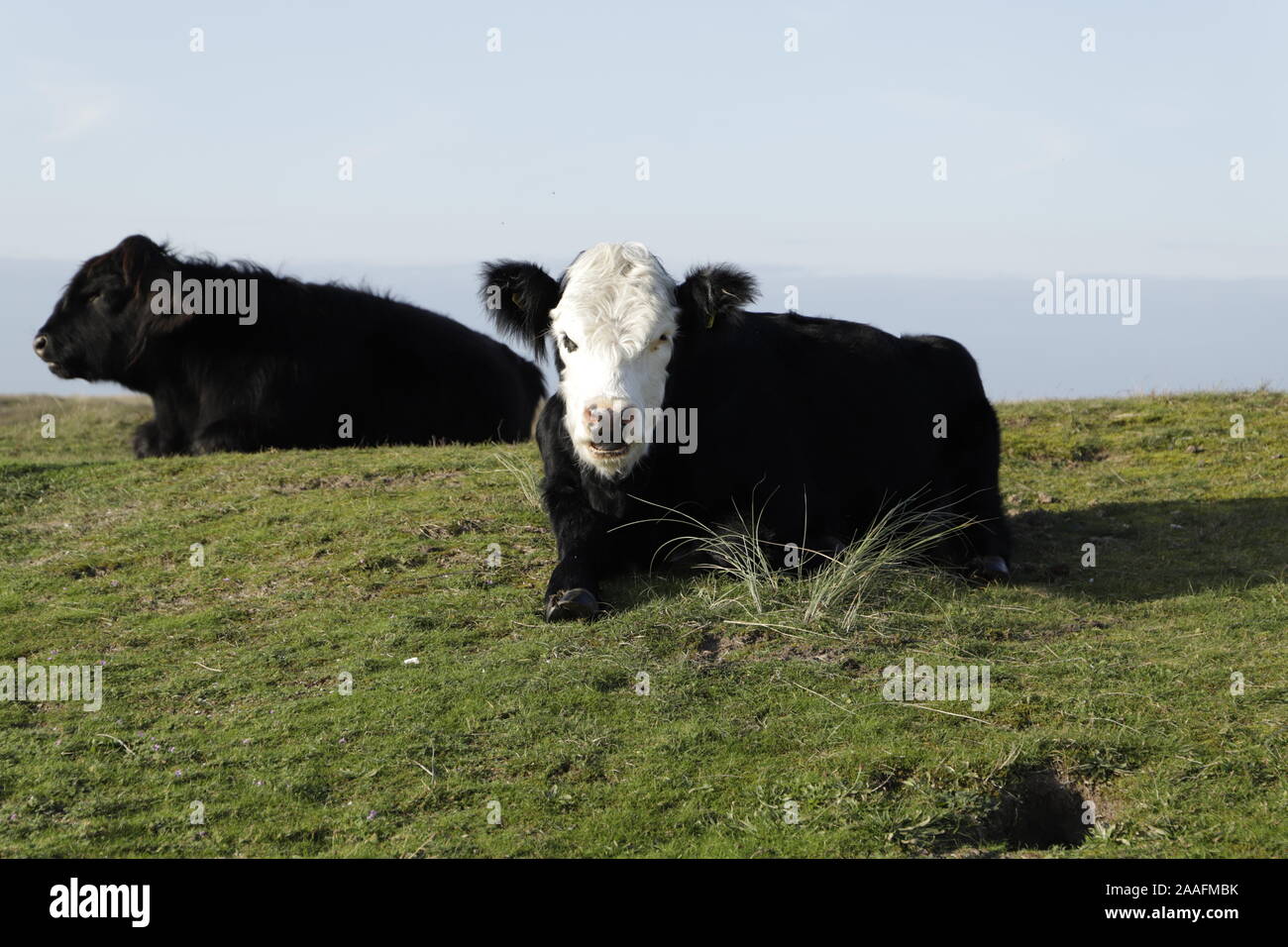 Park cow cows moo cattle grass hi-res stock photography and images - Alamy