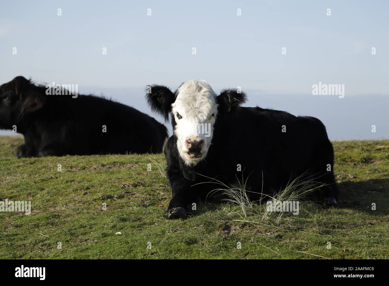 Galloway cows in a nature park Stock Photo - Alamy