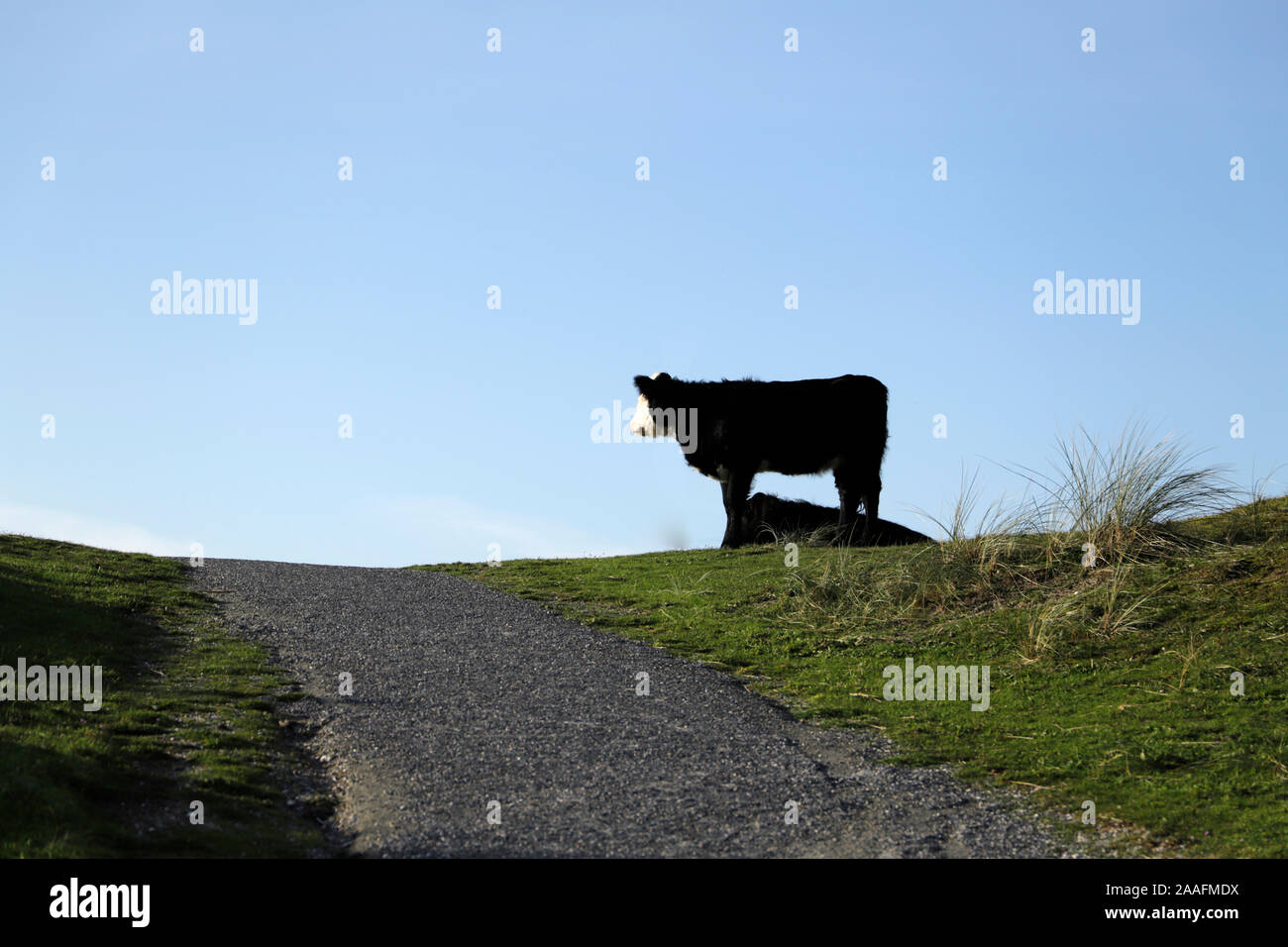Park cow cows moo cattle grass hi-res stock photography and images - Alamy