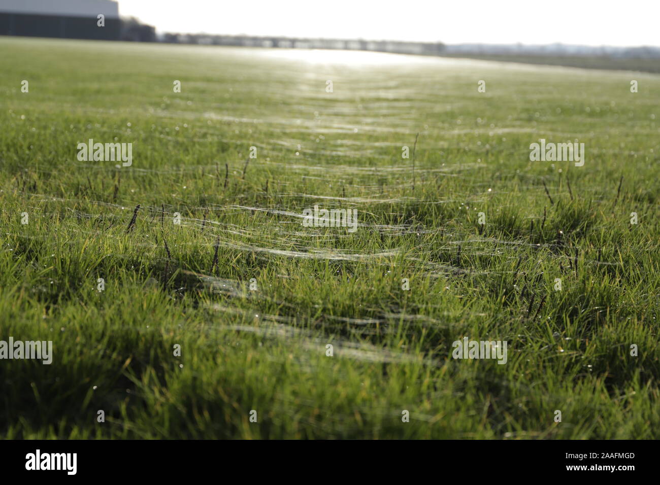 Huge cobwebs over the grassland, an unusual appearance. the web shines ...