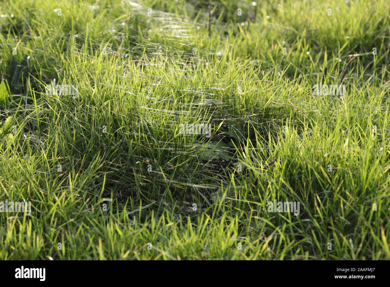 Huge cobwebs over the grassland, an unusual appearance. the web shines ...