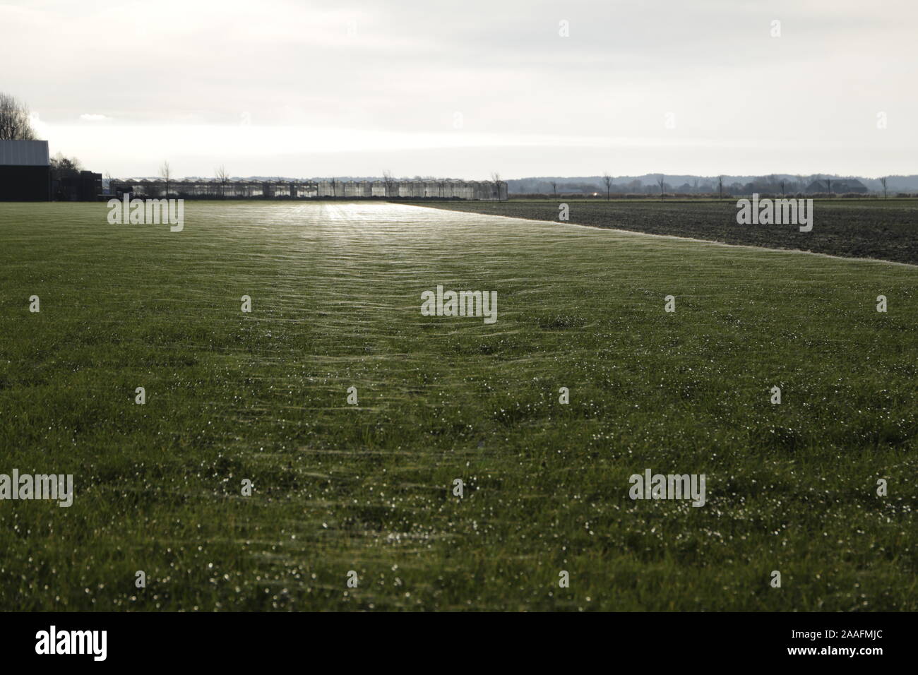 Huge cobwebs over the grassland, an unusual appearance. the web shines ...