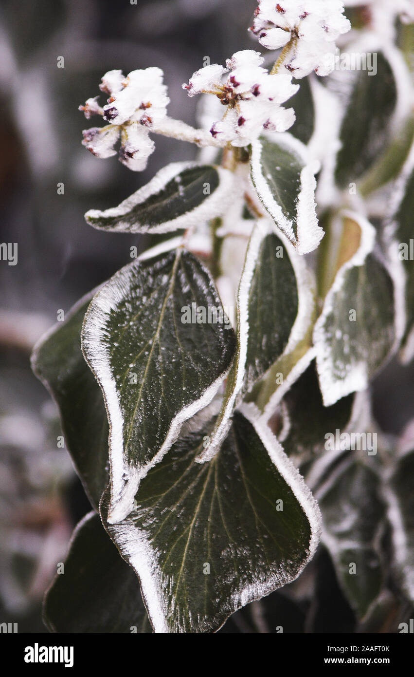Hedera helix, common English ivy edged with hoar frost. evergreen ...